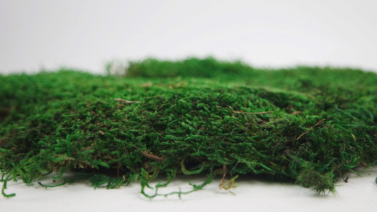 Mousse plate stabilisé - Si-nature grossiste en mousse